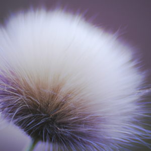 Lion'S Mane Adhd Dose • National Lab Day