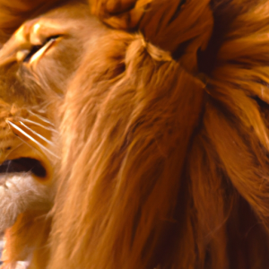 Is Lion'S Mane A Stimulant • National Lab Day